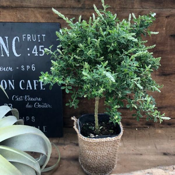 ご覧頂きありがとうございます。トピアリー型の木立した姫エニシダです。玄関先や寄せ植えに大活躍間違いなしです。ヒメエニシダはマメ科の常緑、または落葉性の低木です。蕾がいっぱいですので、もうすぐかわいらしい花を、枝にびっしりと咲かせます。3.5...