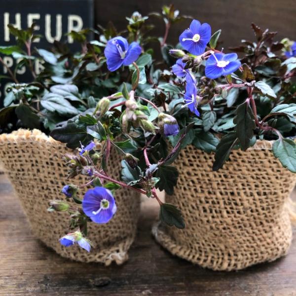 ご覧いただきありがとうございます。ベロニカオックスフォードブルーが2個セットで登場です。名前の通りブルーの美しい花をさかせます。宿根草で毎年咲かせてくれます。満開時はブルーの小花のカーペットのようで素敵です！実物はもっと濃くて美しいブルーな...