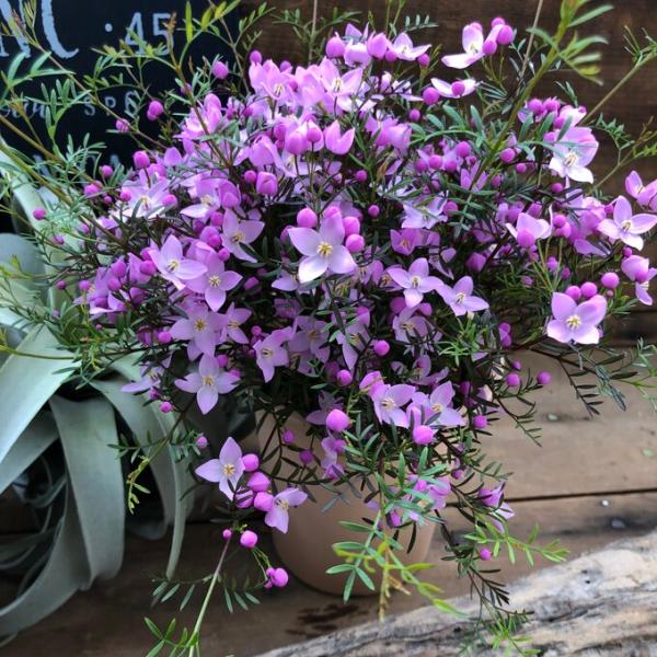 ご覧頂きありがとうございます。ピンクのまん丸のつぼみが魅力的なボロニア ピナータです。ミカン科の植物なのでとてもイイ香りがしますよ。蕾も開花も両方可愛いのでお得感があります。満開時は花が咲き乱れて、華やかなので人気があります。まさにブーケや...