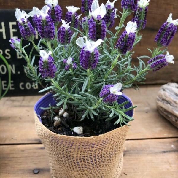 ご覧頂きありがとうございます。フレンチラベンダーの『わたぼうし』です。紫色の花の頭に白色のリボンがつく可愛らしい花が特徴のラベンダー。単色のラベンダーが主流の中、これまでにない新しい花色として新奇性に富んだ品種。その花色とたくさん着いた小振...