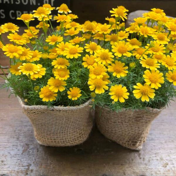 ご覧頂きありがとうございます。ダールベルグデージー２個セットです。黄色い小花が、株を覆うように次々と咲き続けます。小花ですが名四季咲き性があり、春から初冬まで、ほとんど途切れることなく花が咲くため、コンテナの寄せ植えやハンギング、また、花壇...