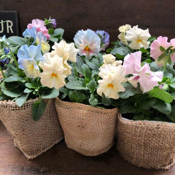 ご覧いただきありがとうございます。花日和さんオリジナル品種のフリル咲きビオラ。『シエルブリエ』です。華麗で多彩な花色とゆるやかに波打つ花びらが可愛らしい。空に輝く虹のような花色に、優しいフリルの花弁が魅力的な花日和さんオリジナルのパンジーで...