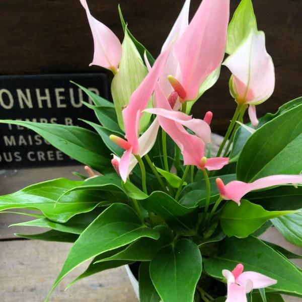 ご覧頂きありがとうございます。アンスリウム『リリー』です。可憐な細弁のソフトピンクのホウを持つ花をたくさん咲かせる品種です。小さな鉢の中で次々に花を咲かせるので、可憐なテーブルフラワーとして楽しめますよパールアンスリウムは色鮮やかな仏炎苞と...