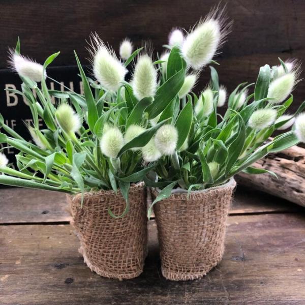 ウサギのシッポのような、白くてフワフワした花がとても可愛らしい植物。その草姿から「バニーテール」2個セットです。そしてその肌触り手触りがモフモフしていて心地いいんです。何度も触りたくなります。花壇や寄せ植えの脇役として他の花のアクセントとし...