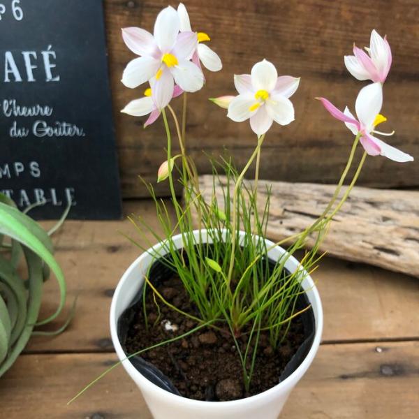 ご覧いただきありがとうございます。毎年増えます。球根植物のキアネラ アルバピンクです。人気のワイルドフラワーです。今年はこの1ケースで終了です。ピンク色の蕾で花が開くと花弁の内側が白となる美しい品種です。甘い香りも楽しめますよ。そしてくるく...