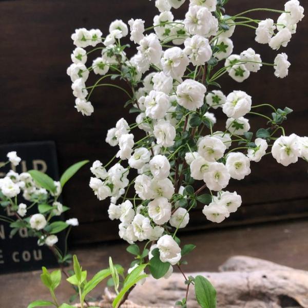 ご覧頂きありがとうございます。大苗の『蜆花（しじみばな）』です。春にほんわかとした丸い形の八重咲きの花を咲かせる落葉低木です。シジミバナは、白くてかわいい花がたくさん咲く素敵な植物です。それに加えて丈夫な植物なので、初心者の方にもおすすめで...