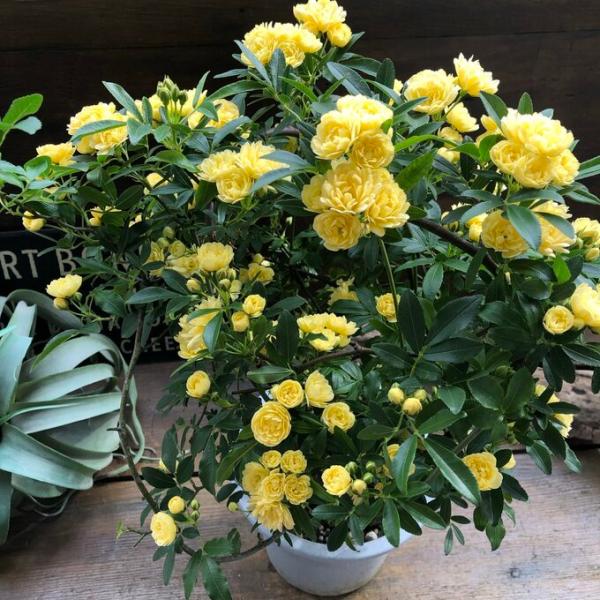 ご覧頂きありがとうございます。トゲのないアーチ型のバラ『黄木香バラ』です。つる性のいわゆるつるバラと呼ばれ、枝にはトゲがありません。4〜5月に花を咲かせます。花は直径2〜3cmほどと小柄で、上品な香りを放ちます。アーチ型で可愛いです。病害虫...