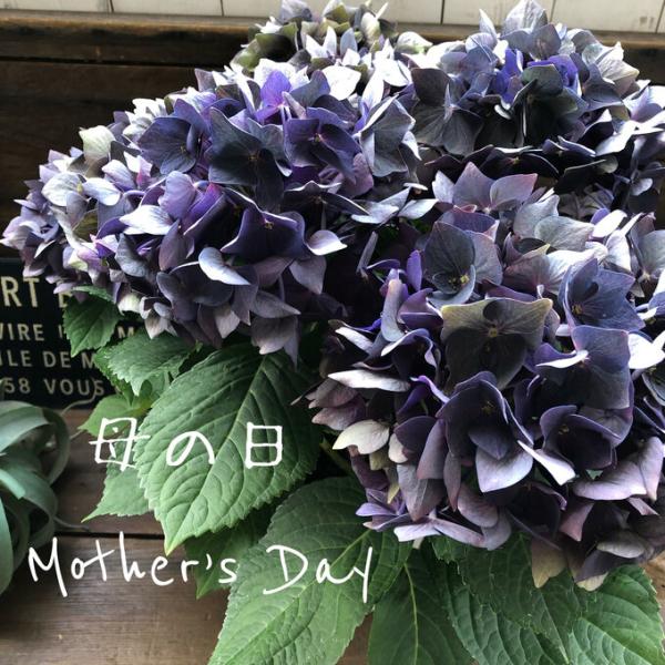 母の日ギフトのアジサイ達の先行予約致します。「ディープパープル」花色は黒味がかった深い紫で、濃い葉色とのコントラストが美しい。直射日光にも強く、屋内外の両方の環境に適しています。5号ポットになります。以下お読み頂きご了承頂ける方のご購入でお...