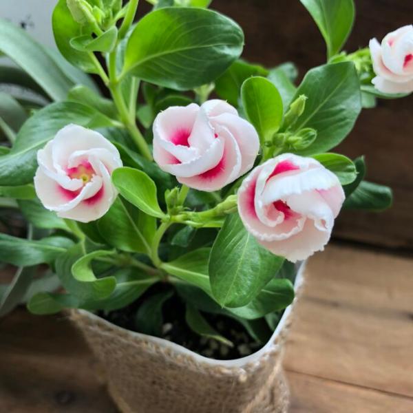ご覧頂きありがとうございます。暑さと乾燥に強い！夏の定番のお花MIKIです。小輪なニチニチソウで、兵庫県生まれの新品種。カップ咲きの可愛らしい花型は今までになかったです！気温が高くなるほど、綺麗なカップ咲きになります。爽やかなカラーで、暑い...