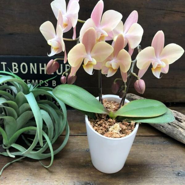 ご覧頂きありがとうございます。ミディ胡蝶蘭（ミニ胡蝶蘭）2本立てです。お色はマザーチークです。カフェラテのようなアンティークピンクの個性的な花色のレア品種！こんな可愛い色合いの胡蝶蘭玄関に欲しいです。管理をしっかりすると50年以上も生きるそ...