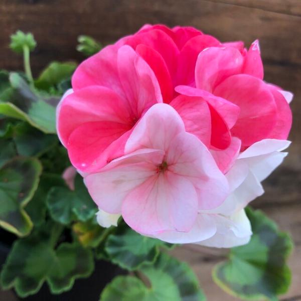 世界初の移り色ゼラニューム「ホワイトtoローズ」です。その名のとおり、花色は咲出しはホワイト、日が経つとローズ色に変化する珍しいゼラニュームです。色移りするのはこの品種のみになります。4号ポットになります。＜置き場所＞・夏場（直射日光の当た...