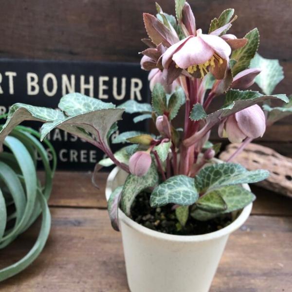 何とも抜け感があって美しいーと感動してしまったクリスマスローズ『リビダス』です。お色はアンティークピンク系です。赤紫を帯びたくすんだピンク色〜緑の小花を横向きに咲かせます。リビダスは有茎種の原種系です。花色は内側がやや緑を帯び、外側が桃色が...