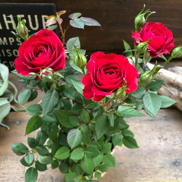 ご覧頂きありがとうございます。シックでアンティーク風でお洒落なボルドーです。濃赤色の八重咲きで開くと黄色いシベが見えます。数輪の房咲きで花もちもよくムスク香にティー香がのります。横張り性のシュラブで自然樹形となり、葉は照り葉で明るい印象です...