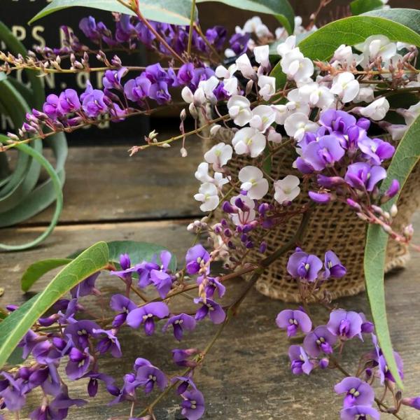 ご覧頂きありがとうございます。まるで小さな胡蝶蘭のようなハーデンベルギア ミックスグラデーションです。小さな胡蝶蘭に似た形の紫色の小さな花を穂状に数十輪咲かせます。つるを他のものに絡ませながら伸びていき、大きくなると長さは２ｍ〜３ｍほどにも...