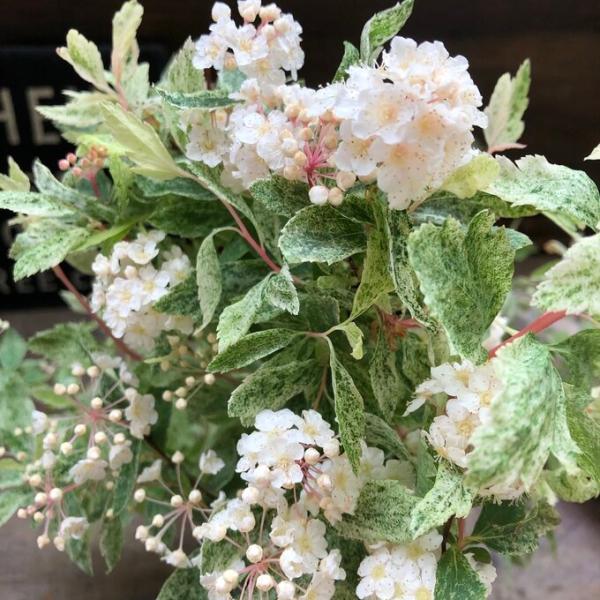 ご覧頂きありがとうございます。 毎年咲かせる庭上にぴったりの桜デマリ。斑入りとほんのりピンクが可愛い『桜でまり』です。斑入り品種で、蕾と新芽が桜色の染まる大変美しい品種です。クリーム色の斑入りと、新芽のピンク色のコントラストが抜群です。名前...