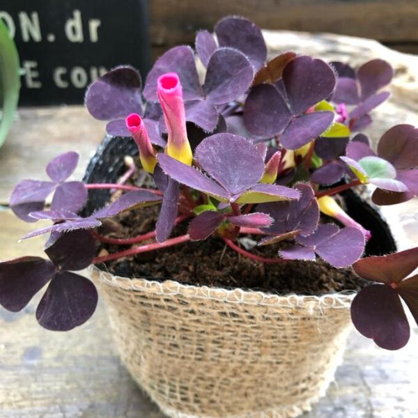 ご覧頂きありがとうございます。なんとも珍しい形のパープルレッド の葉っぱのオキザリス 『パープルドレス』です。その名の通りパープルレッド色の葉に、ピンクの色の花。大変強いので、一度植え込めば、自然分球してどんどんと増えていき 毎年かわいらし...