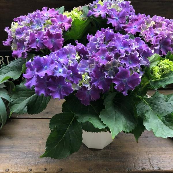 ご覧頂きありがとうございます。フリンジ咲きの最新品種の『カーリースパークル』　ブルーです。日本では、渥美半島の限られた農家でしか生産されておらず、希少価値の高い品種として、人気が高まっています。 カーリースパークルの特徴は、なんといってもそ...