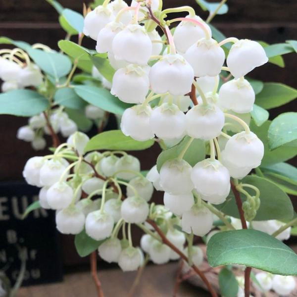 ご覧頂きありがとうございます。スズランのような真っ白の花を咲かせる通称「スズランの木」のゼノビアです。ガラス細工のような、ロウ細工のような、陶器製のベルを思わせる、とにかくとても美しい花径1cm程の透き通ったような白花が房状に咲き美しいです...