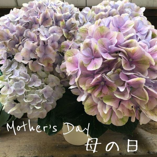 母の日ギフトのアジサイ達の先行予約致します。珍しい品種　紫陽花『夕霧』です。淡い柔らかなアンティーク色のグランディーションで上品で美しい『夕霧』は、秋色アジサイにも見える美しいグラデーションをしてます。まさに夕霧のようなお色。5号ポットに入...