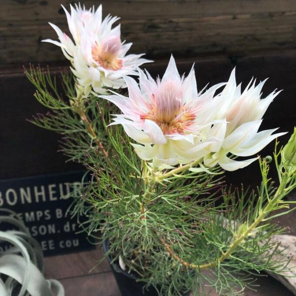 お洒落なセルリア「ブラッシングブライト」です。大苗でとても希少になります。お庭に欲しすぎますね。入手困難のため、今回限りの入荷になります。ブラッシングブライトの花は直径5cmほどで白です。故ダイアナ妃の結婚式のブーケに使用され、ブライダルフ...