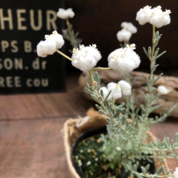 珍しい綿のようなお花！ディクラスティリス「グロブフローラ」はシソ科の低木です。ふわふわとした綿のようなお花がとっても可愛いディクラスティリス「グロブフローラ」あまり出回っていない珍しい植物です。開花期が長く、花持ちも良いため寄せ植えにも重宝...