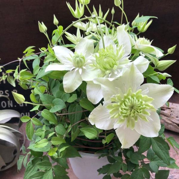 ご覧頂きありがとうございます。とても美しい八重の花を咲かせたクレマチス『白万重』です。繊細なグラデーションの美しい八重咲き品種で、何とも言えない、圧倒的な上品さが漂います。花持ちがすこぶるよく、多花性とも相まって、観賞期間が長いです。和風の...