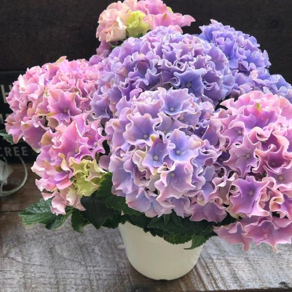 アジサイ　『コーラルリーフ』です。コーラルリーフは、花びらの密度が高くギュッと詰まって花持ちよく、花形が崩れないユニークです。21年の新品種になります。鉢植えはもとより庭植でもパフォーマンスに優れています花色は土壌酸度によりブルーまたはピン...