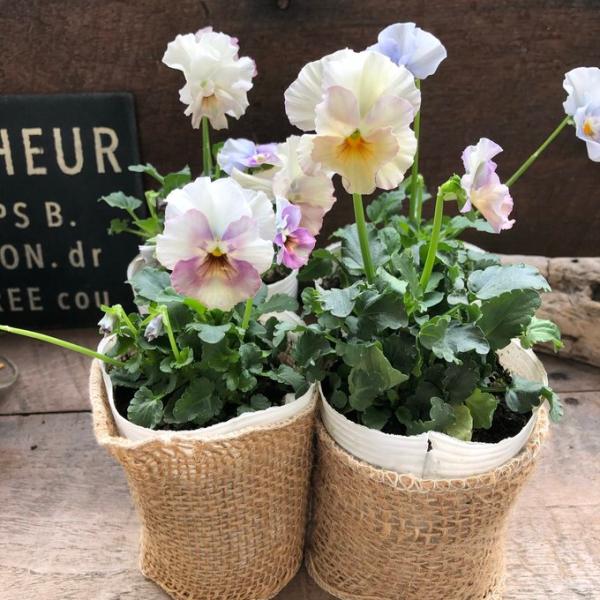 花日和さんのフリル咲きパンジー『ペルクレア』です。ペルクレアは、フリル咲きの花色が特徴の２個セットです。　　パステル系の小輪タイプになります。2個セットになります。花色につきましては、個体ごとに色幅がございますのでご了承ください。表情豊かで...