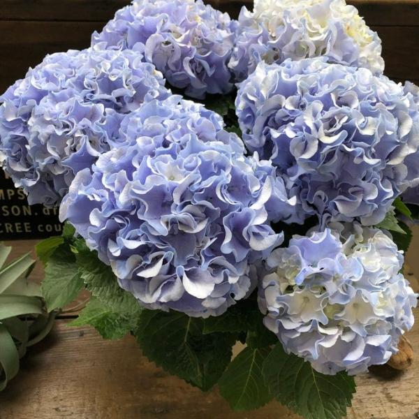 今年デビューのアジサイで最新品種の『ふるふる』のブルーです。こんなフリフリ見たことありません。品種登録もしてないホヤホヤになりますので、限定数個だけです。。ブリッコアジサイですね。かわいらしいフリルがあり色合いも素敵です。パステル系のピンク...