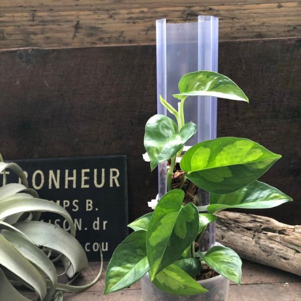 蔓性の植物を気根から登らせることができる『ねこ型登り棒』M/長さ 30cmです。《ねこの登り棒の特徴》登り棒の中に、用土を充填でき、登り棒自体が植木鉢と同じ役割をします。その為、ひと節ごとの根が登り棒の中で、発根することにより、より多くの栄...