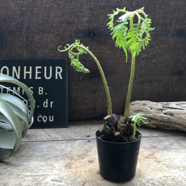 見事な迫力と存在感を持つ『リュウビンダイ』です。ミニサイズが可愛いおすすめのひと鉢です。ゴツゴツした塊根部は原始的でとてもワイルドなシダになります。暗い室内でも元気に育つのでとても人気があります。リュウビンダイ（リュウビンタイ属）はシダ植物...