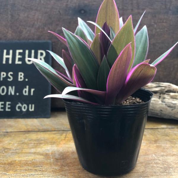 ムラサキノオモト『オーロラ』です。オーロラはムラサキオモトの斑入り品種です。暑さに強くぐんぐん育つ、夏にぴったりのカラーリーフプランツです。西インド諸島、メキシコ、グアテマラなどに分布する多年草で、日本には1800年頃オーロラの原種が持ち込...