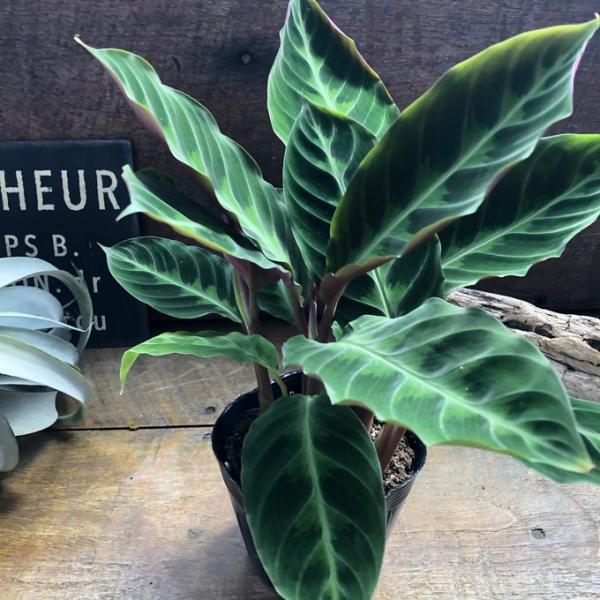 カラテア『ワルセヴィッチー』ベルベットに似た質感とエキゾチックな雰囲気が人気のカラテア『ワルセヴィッチー』です。カラテアは熱帯アメリカや熱帯アフリカに分布するクズウコン科の植物で、その仲間は100種類以上の品種があります。南国の雰囲気満点。...