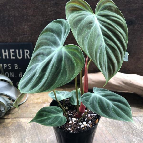 フィロデンドロン『エルチョコレッド』です。独特の葉色と裏面の鮮やかな赤色が特徴的な「フィロデンドロン・エルチョコレッド」。観葉植物愛好家の間で非常に人気が高まっている希少種です。フィロデンドロン・エルチョコレッド (Philodendron...