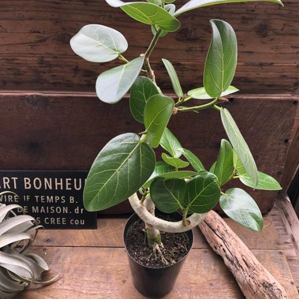 曲がり木の『ベンガレンシス』入荷しました。ベンガレンシスは育てやすくて人気の観葉植物、フィカス属ゴムの木の仲間です。フィカス・ベンガレンシスは、ウンベラータ、アルテシマと並んで、人気トップスリーと言っていい人気観葉植物です。特にベンガレンシ...