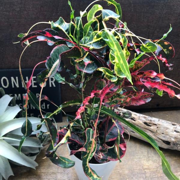 ご覧頂きありがとうございます。希少な飛び葉 『フィジカルトビハ』クロトンです。まるで葉が空中を飛んでいるような、見る人を引き付けるユニークな姿が特徴の観葉植物です。葉先が急に細くなり、再びぷっくりとふくらみます。葉先に鈴をつけたようにも見え...
