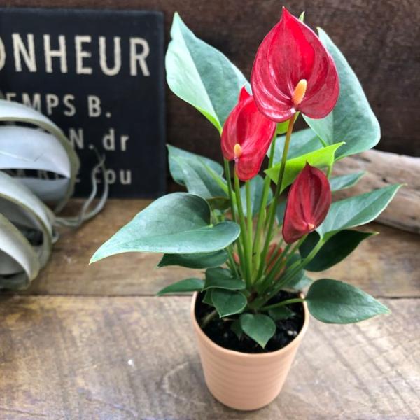 ご覧頂きありがとうございます。かわいいサイズのミニアンスリュウームの『ひまり』です。街で見かけることはない希少な品種です。1個のお花が5cmくらいでとても可愛く、葉っぱの形もツンツンして素敵。2.5号ポットのミニサイズです。色鮮やかな仏炎苞...