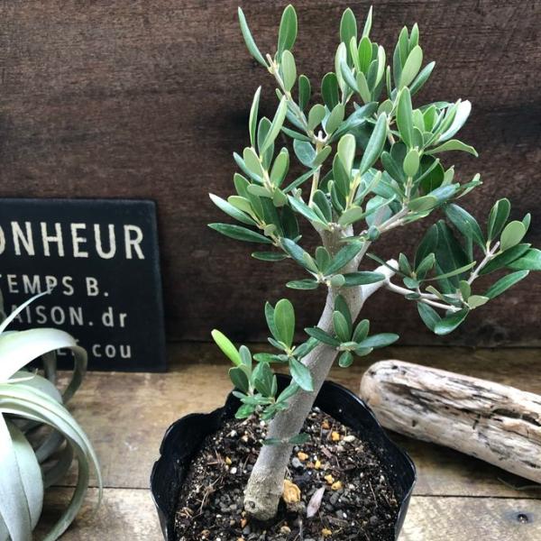 ご覧頂きありがとうございます。  オリーブの『ルッカ』です。オリーブは花屋さんでもお見かけしますし安定の人気の木です。おしゃれなイタリヤ料理店などにありますよね。鉢に植わっていますので、そのまま飾っていただけます。-ルッカ-1本でも実をつけ...