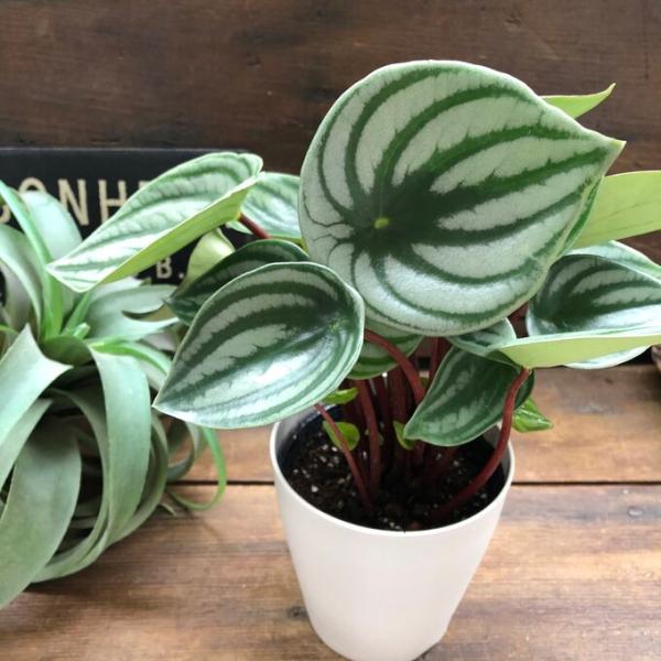 ご覧頂きありがとうございます。「スイカペペロミア」と呼ばれる、面白い姿の観葉植物。人気植物ですが、意外に売ってないんです。気になる方は、この機会に！ 葉が宙に浮かぶような面白い植物「ペペロミア・サンデルシー」。別名「スイカペペ」ペペロミア・...