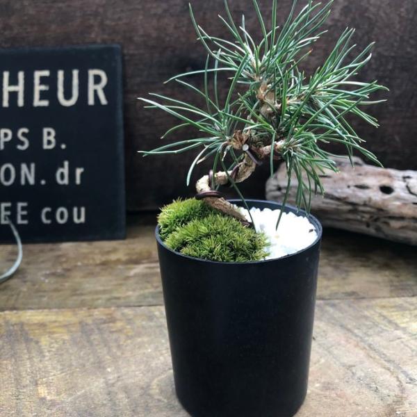 ご覧頂きありがとうございます。こんな盆栽おしゃれすぎます。『黒松の曲がり木仕立て』盆栽界でも代表的な種類である松の中でも人気の高い黒松幹肌は黒みを帯び荒々しく長い葉が特徴です。 「男松」ともよばれるその独特の風格と、冬も葉を落とさず茂ってい...