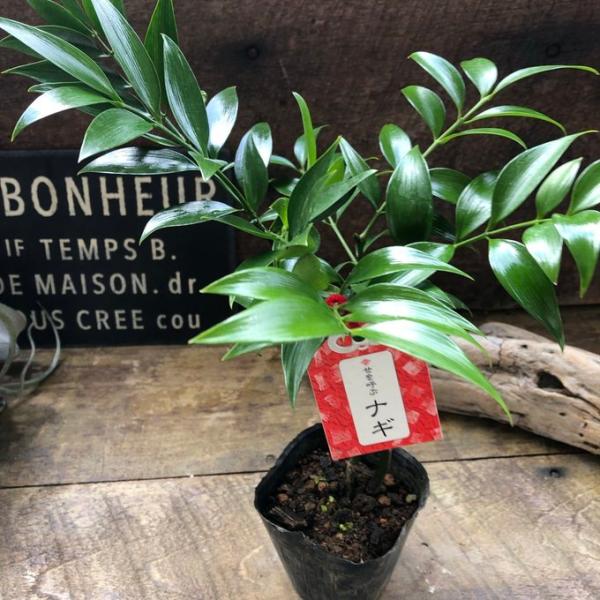 ご覧頂きありがとうございます。幸せを呼ぶ良縁とされる『ナギ　梛』です。その葉脈は独特で、葉脈はすべて縦方向に入っています。そのため手でちぎろうとしても来れないのが特徴。誰からも傷つけられず、割けないことから葉の持ち主を守護してくれる縁起が良...