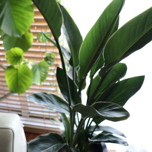 ご覧頂きありがとうございます大きめ観葉植物の登場です。バッチリお部屋が癒しの空間になります。ストレチア レギネですオーガスタより葉っぱは小さく上向きになってます。葉色も少しくすんだ感じですね。極楽鳥花のお花も楽しめ、アジアンテイストな雰囲気...