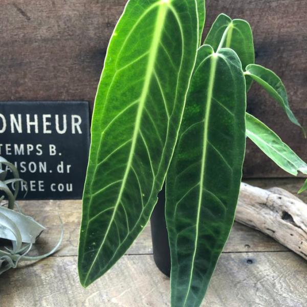 アンスリウム ワロクアーナム 「Anthurium warocqueanum 」アンスリウムの女王と呼ばれ、ビロード上の細長い葉を展開する原種の一種です。とても上品で人気のあるアンスリウムです。まるでベルベットの様な質感の葉をもつとても美し...