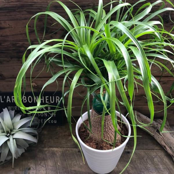 トックリラン・ノリナ　ポニーテールです。トックリランは株元が大きく肥大し徳利のように見えることからトックリランという和名が付いています。英名ポニーテールとも呼ばれ細長く伸びた葉がポニーテールの様に見えることが由来しています。とっても立派な丸...