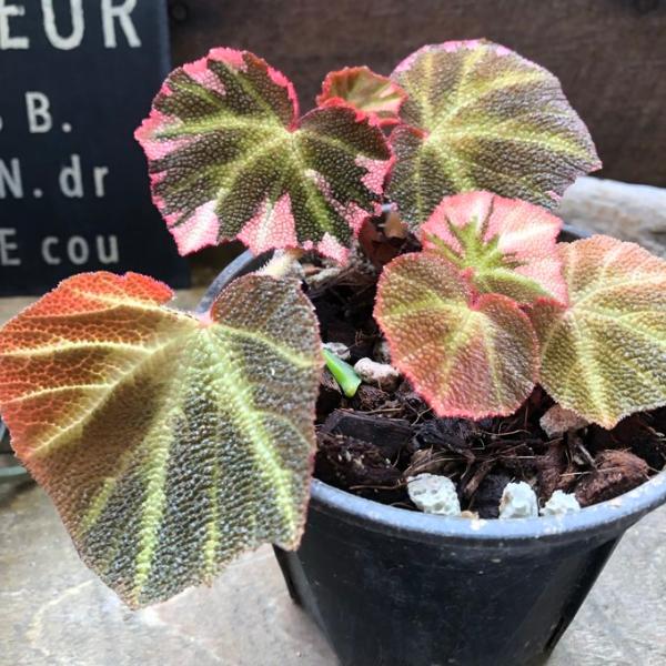 Begonia soli-mutata ‘Yang Ming Shan’（ピンク発色タイプ）ベゴニア・ソリムタータ・ヤンミンサン台湾・陽明山由来の原種系ベゴニア。流通量の少ないレア品種で、コレクターからも人気の高い一株です。深みのあるグリー...