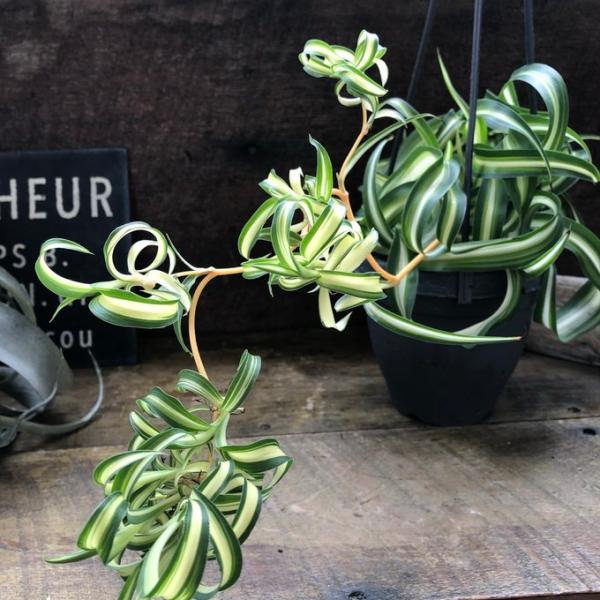 ご覧頂きありがとうございますオリヅルラン ボニー（ポニーテール）Chlorophytum comosum ‘Bonnie’くるくるとカールした葉が特徴のオリヅルランの人気品種です。ランナー（子株）が伸び、ポニーテールのように垂れ下がる姿がと...