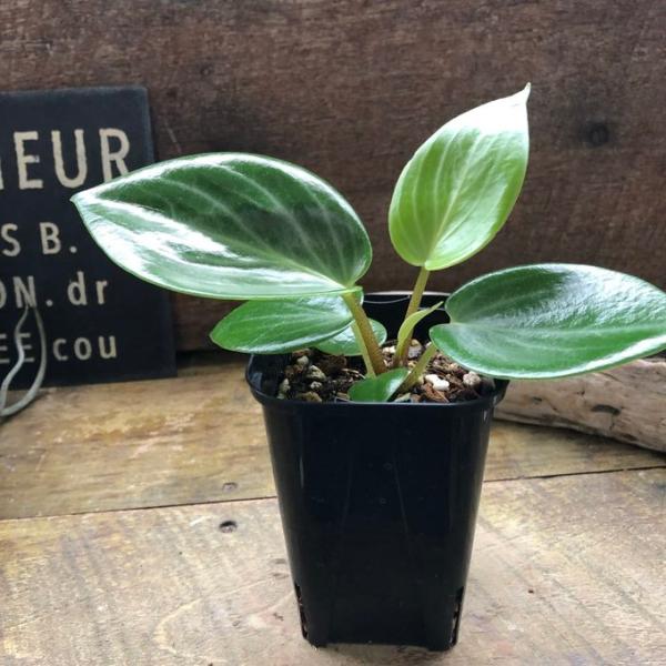 希少な新品種フィロデンドロン『マクローサ』マクローサは、肉厚で光沢のある葉が美しい新品種のフィロデンドロンです。丸みのある上品な葉形と、やわらかなグリーンの色合いが特徴で、コンパクトながら存在感のある株姿を楽しめます。流通量がまだ少なく、コ...