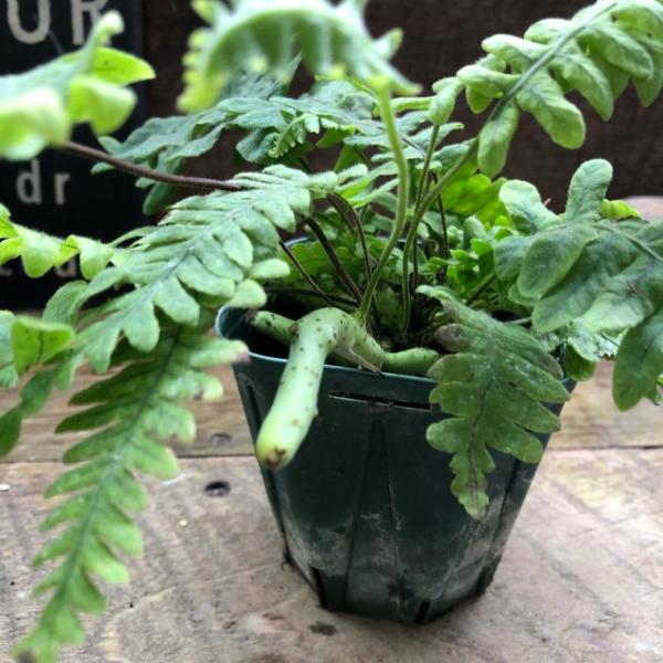 シダ　『タイワンシアオネカズラ』は、繊細に切れ込んだ葉が特徴のシダ植物です。アオネカズラは、根茎部分が鮮やかな青緑色をしている着生シダ植物です。岩や木に着生し葉は垂れ下がる為、吊り鉢などでの育成が適しています。夏は休眠し、冬に葉を展開するる...