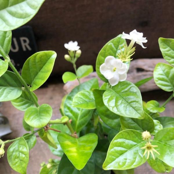白い花から優美な香りを放つ茉莉花「マツリカ」アラビアンジャスミンです。これからたくさん花を咲かせます。一般的にジャスミンというと本種を指し、生花はジャスミン茶の香りづけに利用されることで知られています。アラビアンジャスミン（マツリカ）は中国...