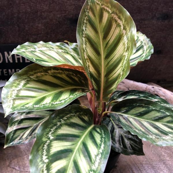 カラテア　『フレームスター』（Calathea ‘Flamestar’）美しい葉模様が魅力のカラテア「フレームスター」です。深いグリーンの葉に入る繊細なストライプ模様と、やわらかなコントラストが上品な雰囲気を演出します。光の当たり方や時間帯...